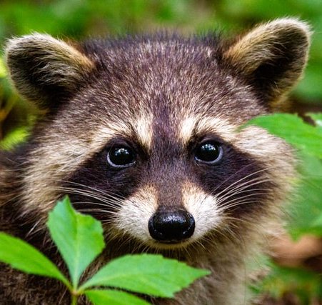 Procyon Coin - The Raccoon Website