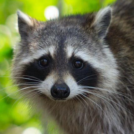 Procyon Coin - The Raccoon Website