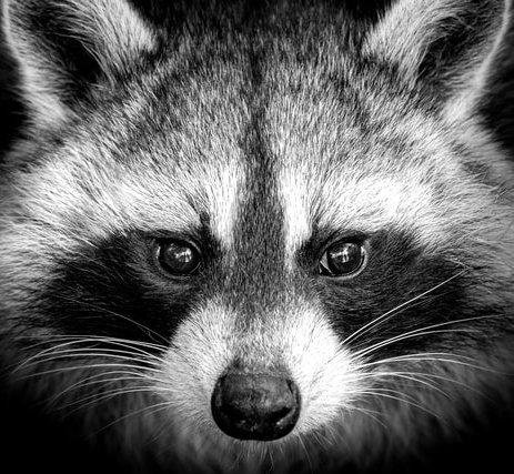 Procyon Coin - The Raccoon Website