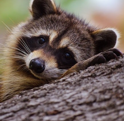 Procyon Coin - The Raccoon Website