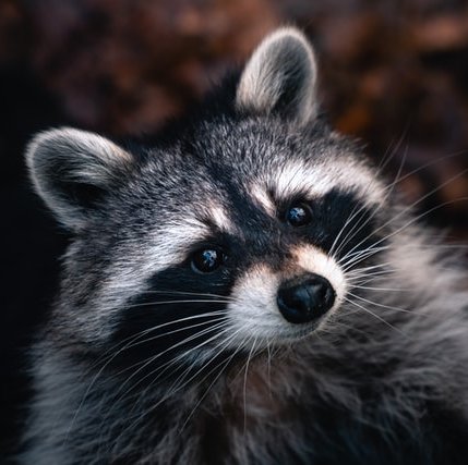 Procyon Coin - The Raccoon Website