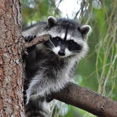 Procyon Coin - The Raccoon Website